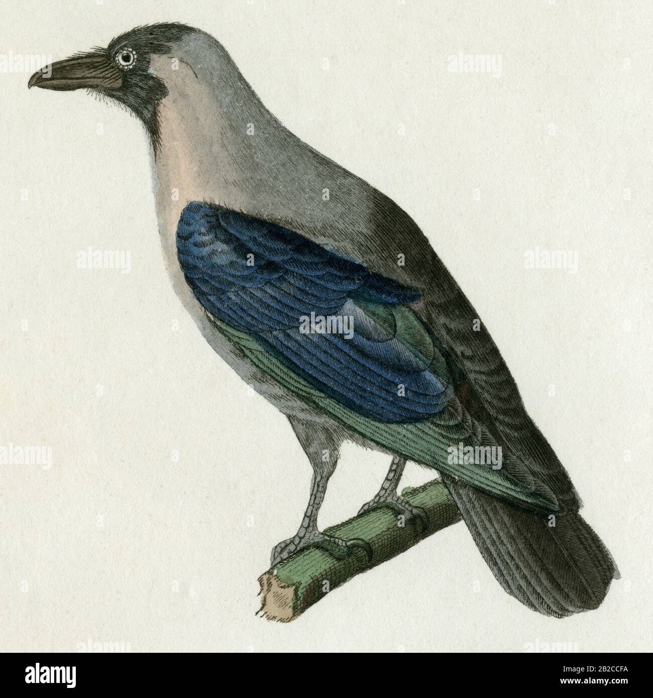 Raven (Corvus corax). Detail of engraving of two ravens created for the ...
