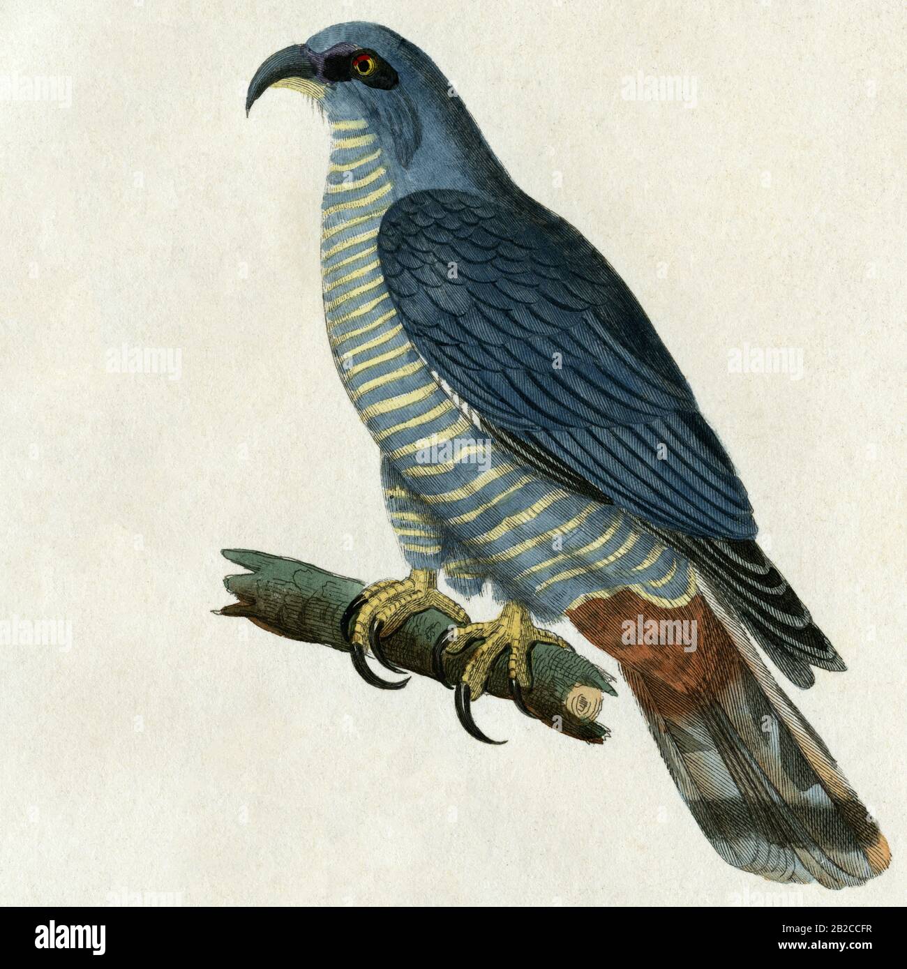 Hook-billed kite (Chondrohierax uncinatus). Detail of engraving of two ...