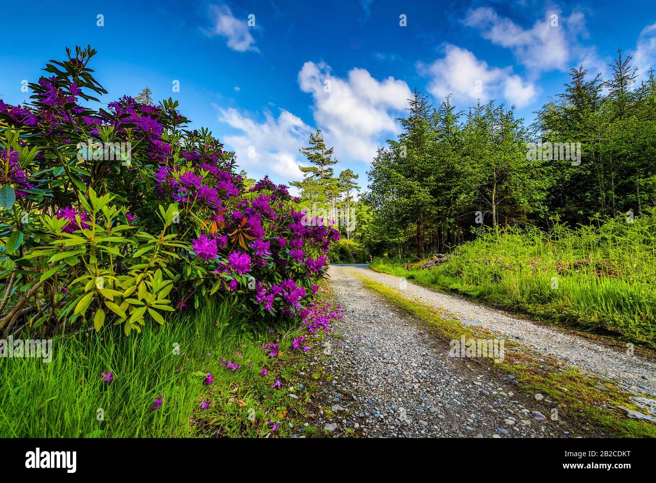Traditional Scottish Mountains Flowers and bushes close-up Stock Photo ...