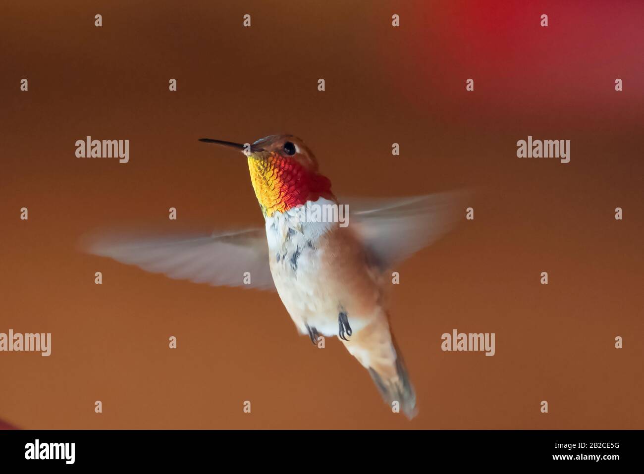 Oriole Flying High Resolution Stock Photography and Images - Alamy