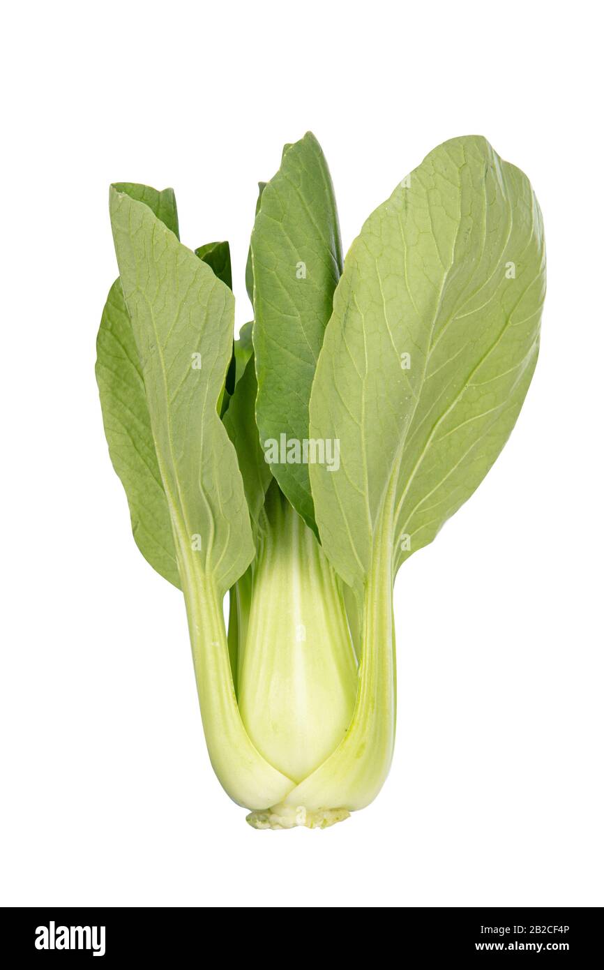 Raw Pak choy cabbage on a transparent background Stock Photo - Alamy