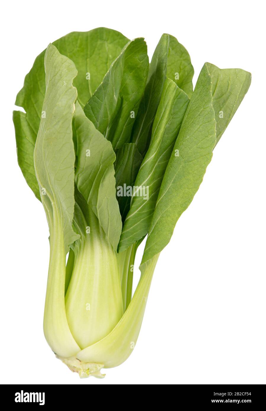 Raw Pak choy cabbage on a transparent background Stock Photo - Alamy