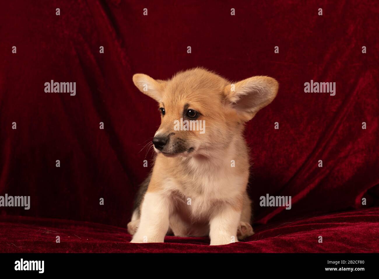 Pembroke Welsh Corgi puppy portrait at home on red velvet background ...