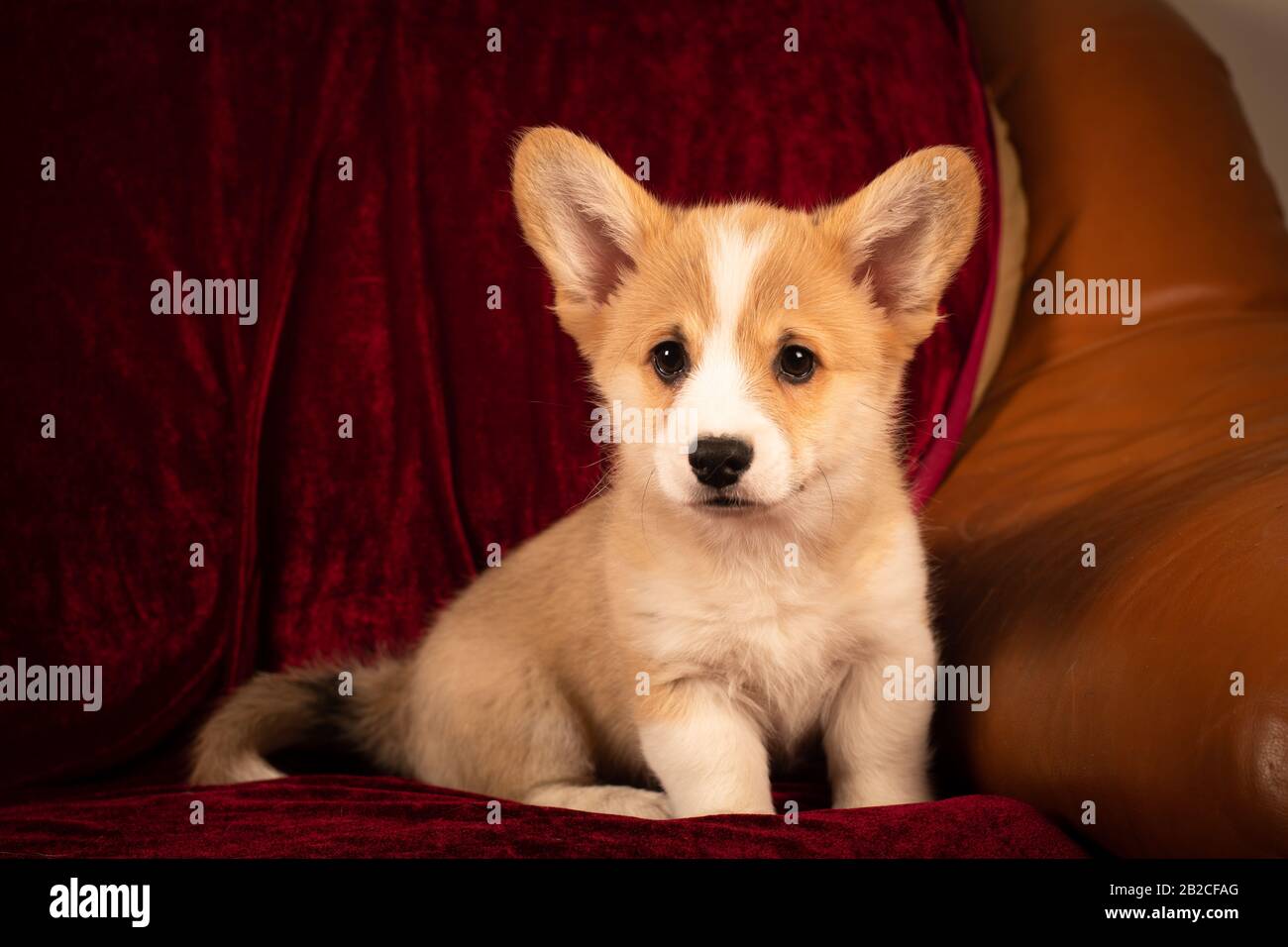Pembroke Welsh Corgi puppy portrait at home on red velvet background ...