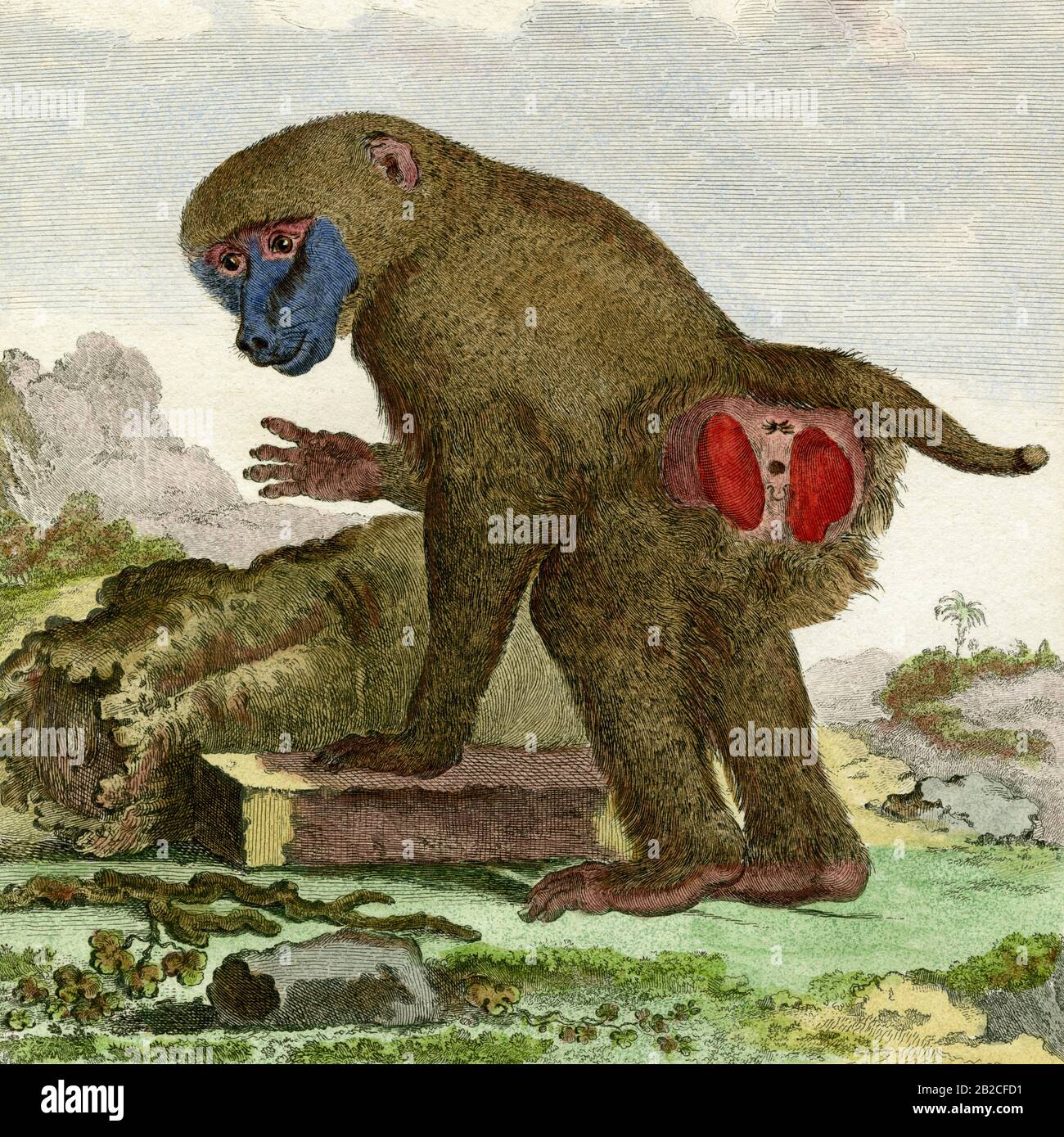 Female baboon with swollen red bottom, a sign that she is fertile and ...