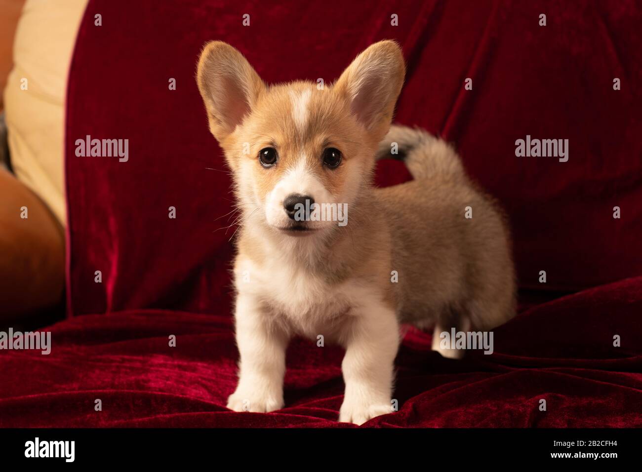 Pembroke Welsh Corgi puppy portrait at home on red velvet background ...