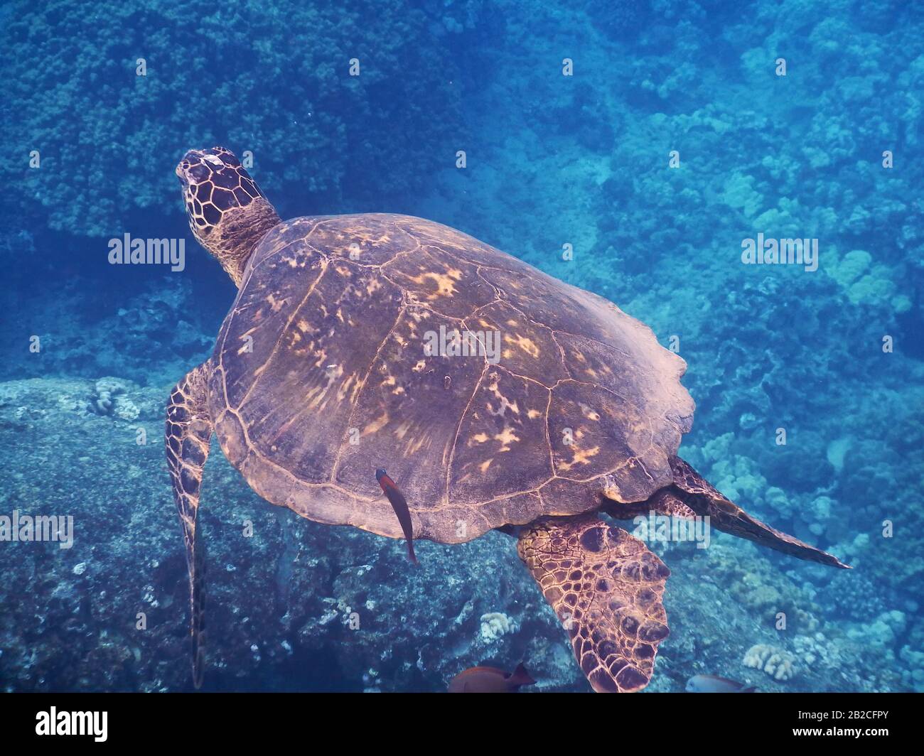 Large sea turtle underwater close hi-res stock photography and images ...