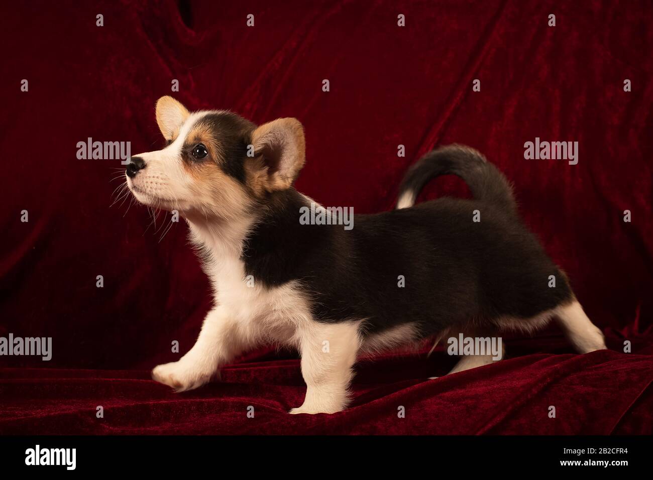 Pembroke Welsh Corgi puppy portrait at home on red velvet background ...