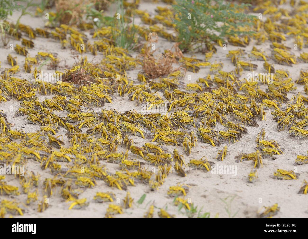 Locusts pakistan hi-res stock photography and images - Alamy