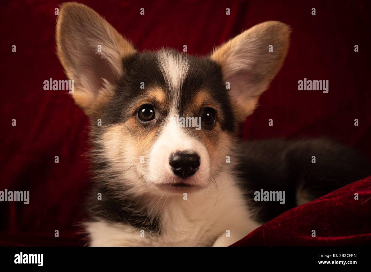 Pembroke Welsh Corgi puppy portrait at home on red velvet background ...
