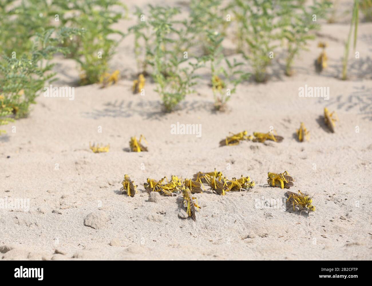 Locusts pakistan hi-res stock photography and images - Alamy