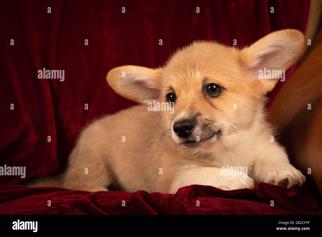Pembroke Welsh Corgi puppy portrait at home on red velvet background ...