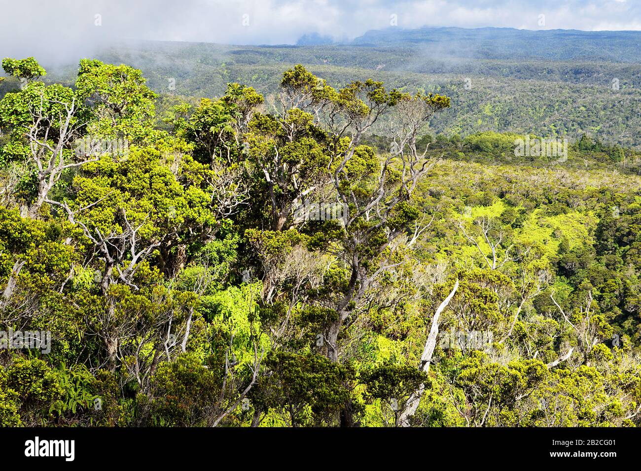 Flora of hawaiian islands hi-res stock photography and images - Alamy