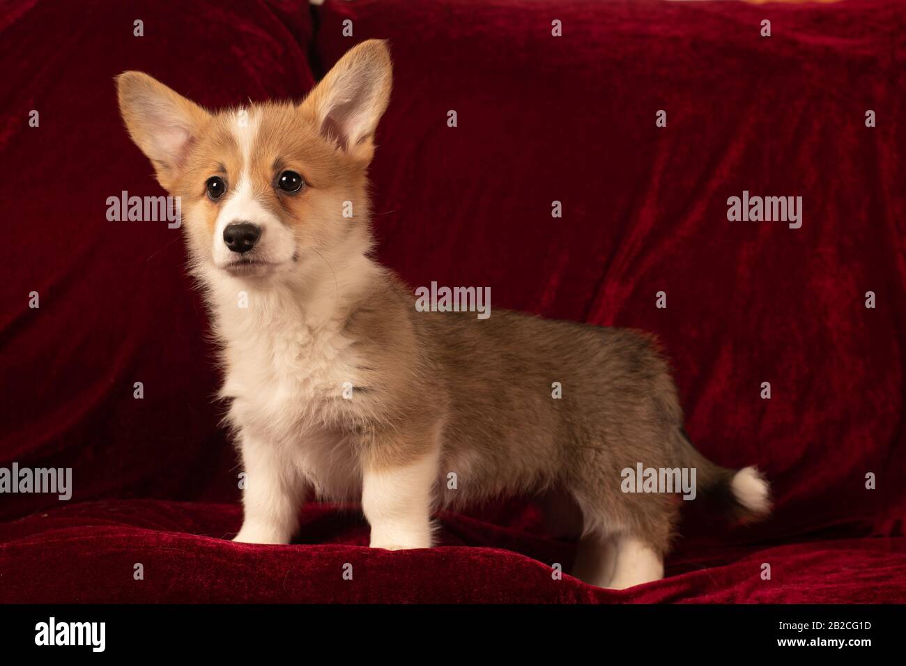 Pembroke Welsh Corgi puppy portrait at home on red velvet background ...