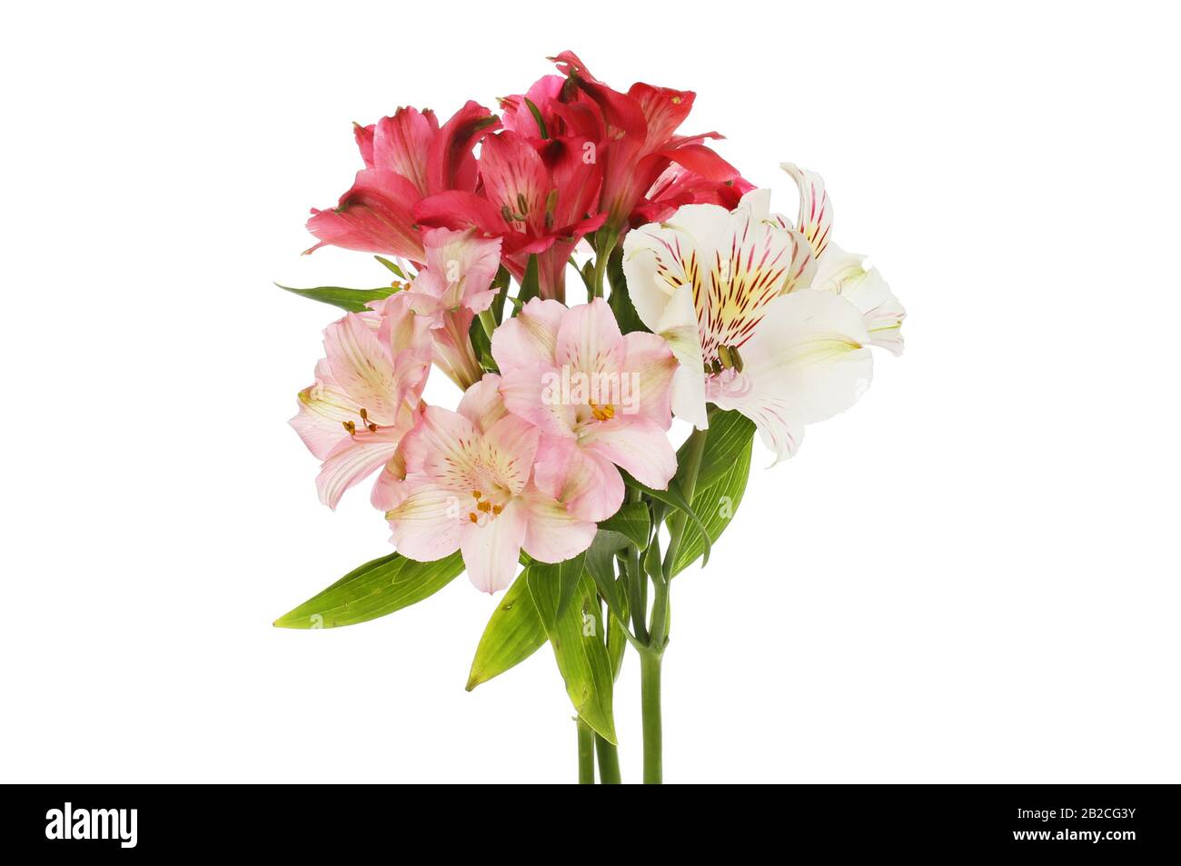 Bunch of three different coloured alstroemeria flowers isolated against ...