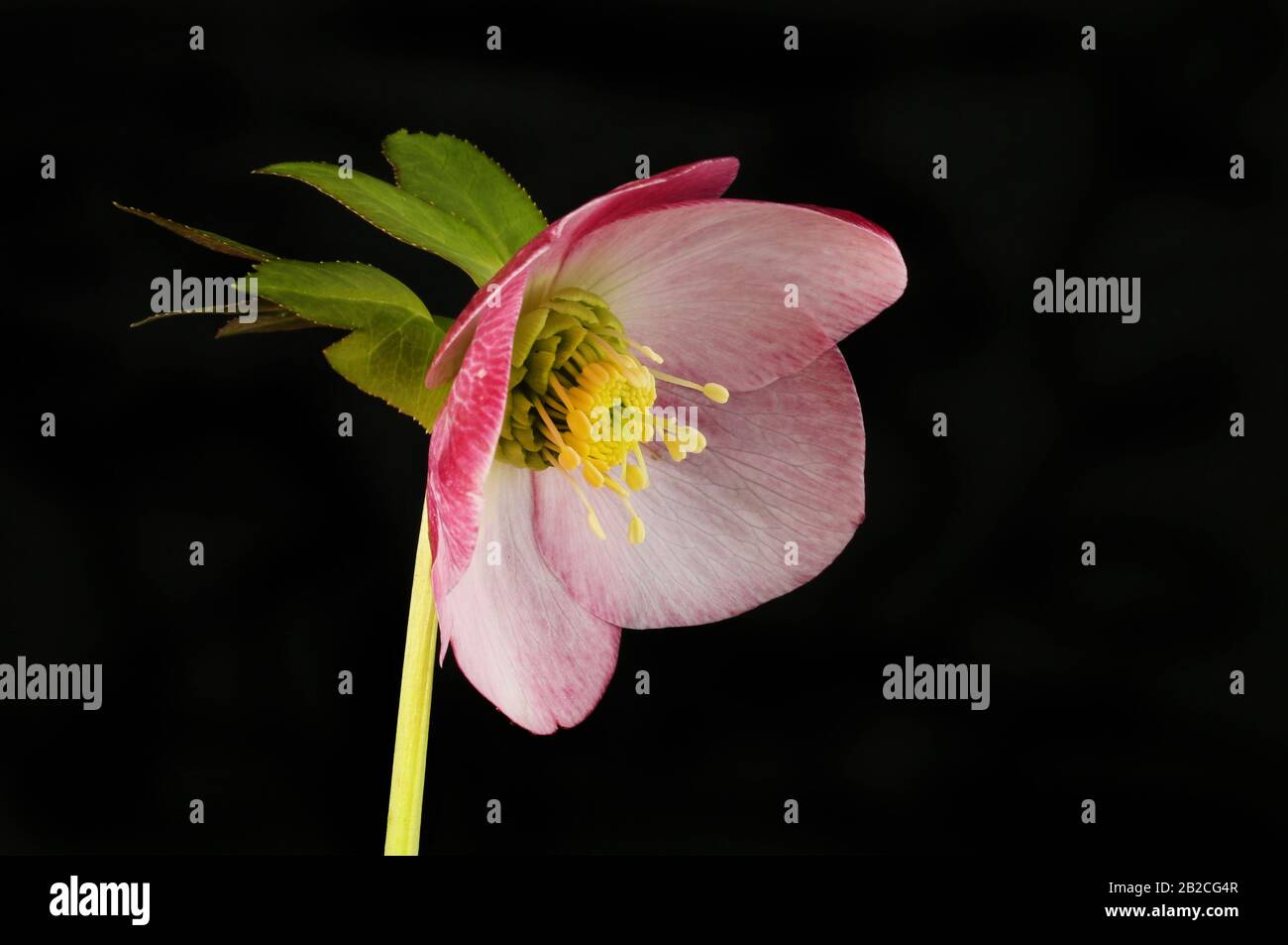 Side view hellebore flower foliage hi-res stock photography and images ...