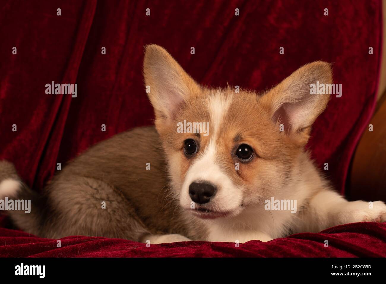 Pembroke Welsh Corgi puppy portrait at home on red velvet background ...