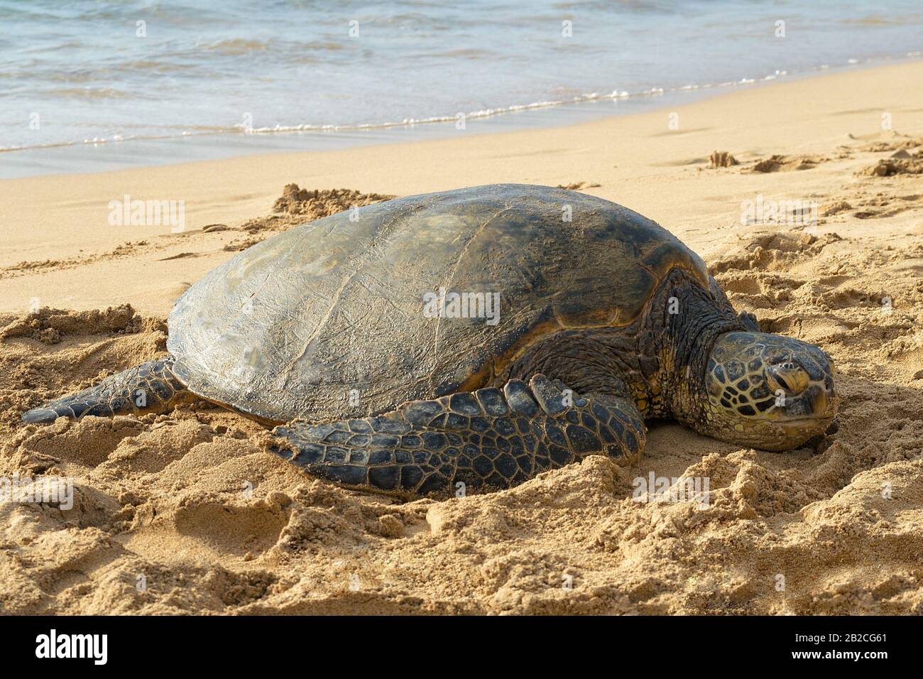 Sea turtle sleeping on the beach Stock Photo - Alamy