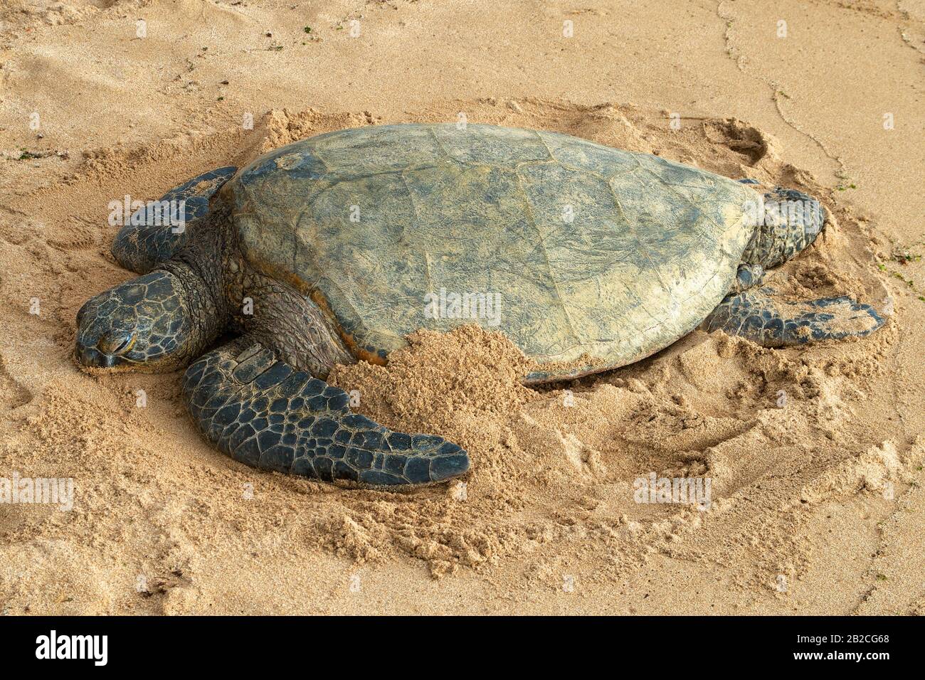Sea turtle sleeping on the beach Stock Photo - Alamy