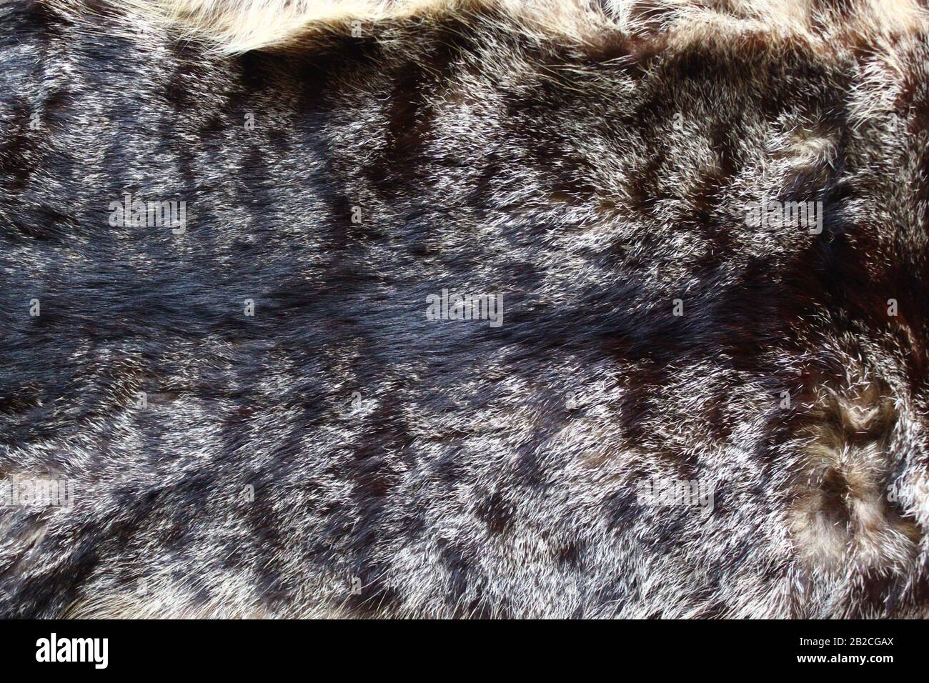 The picture shows a piece of a cat fur Stock Photo - Alamy