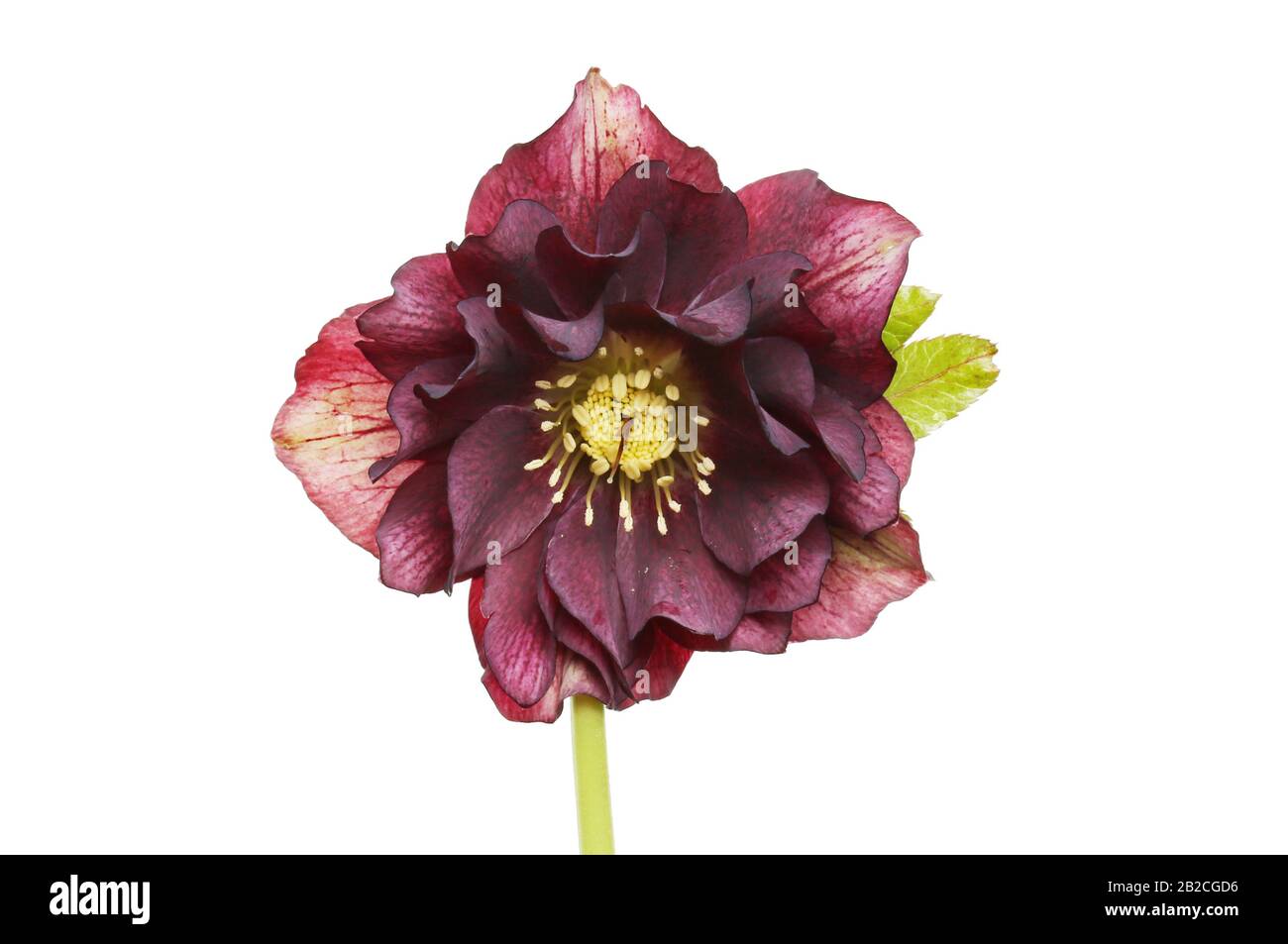 Dusky red hellebore flower isolated against white Stock Photo - Alamy