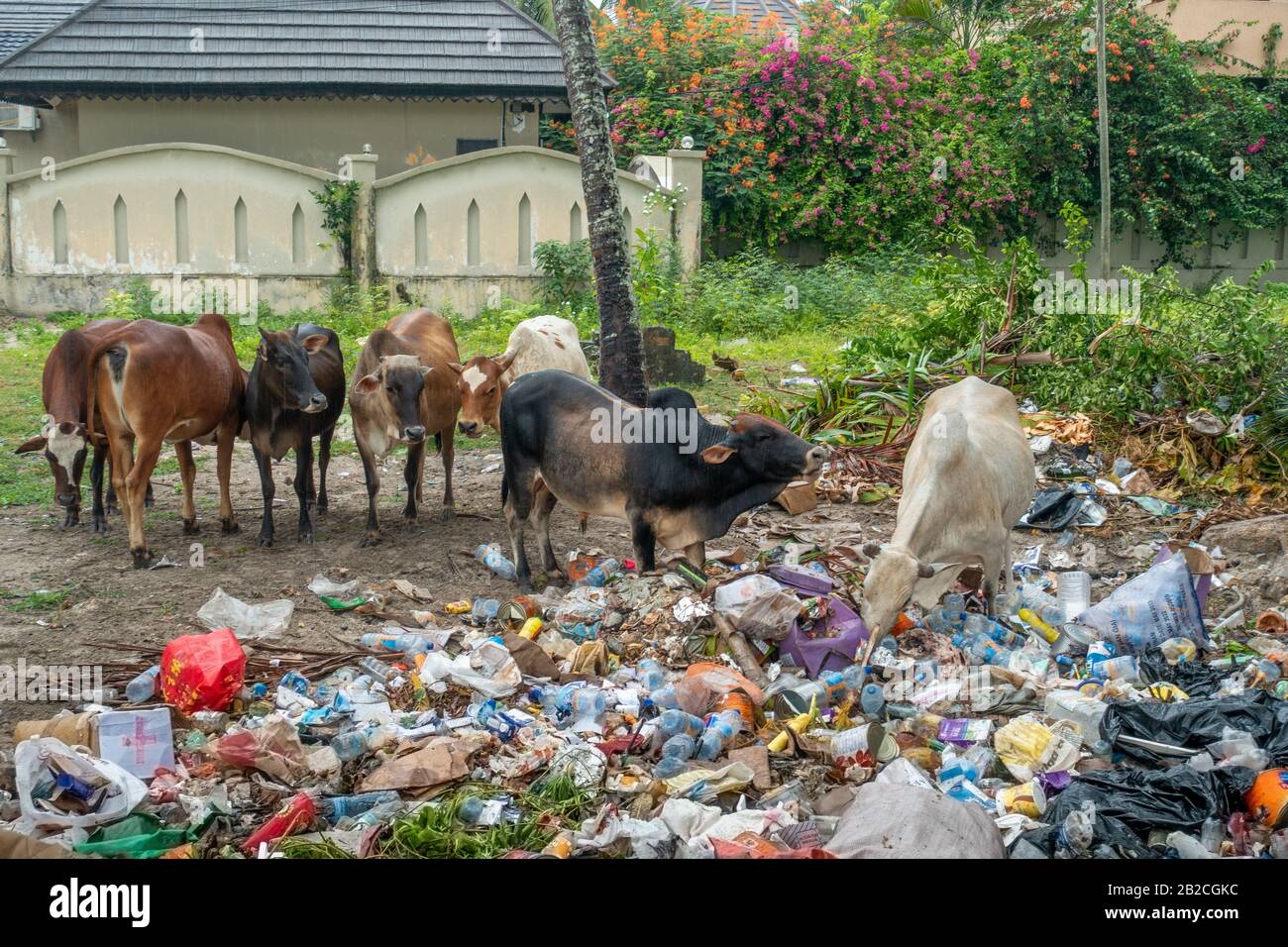 Garbage is a growing problem many places on Zanzibar, Tanzania, Africa ...