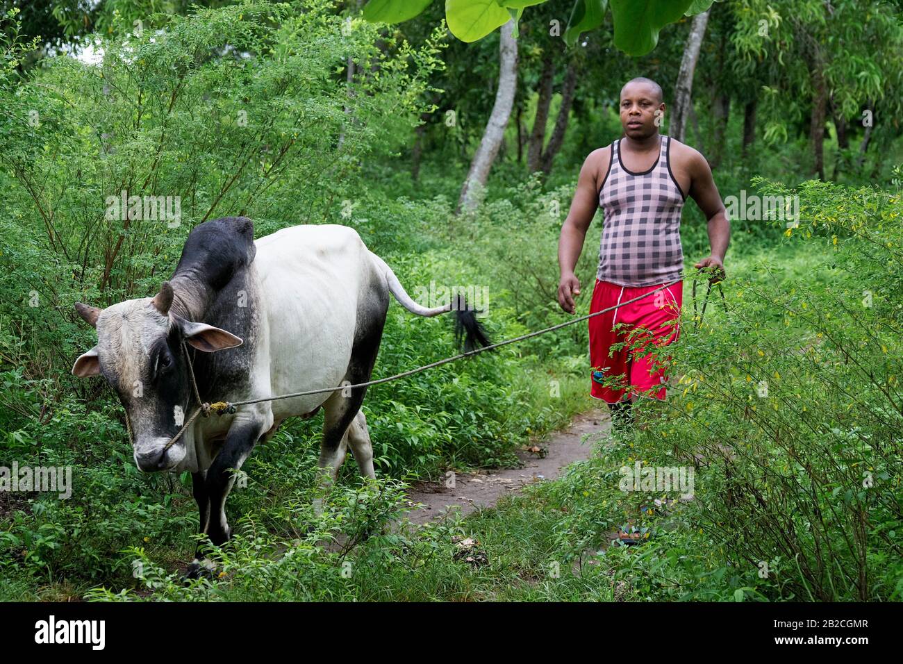 Farmer with cow, Zanzibar, Tanzania, Africa Stock Photo - Alamy