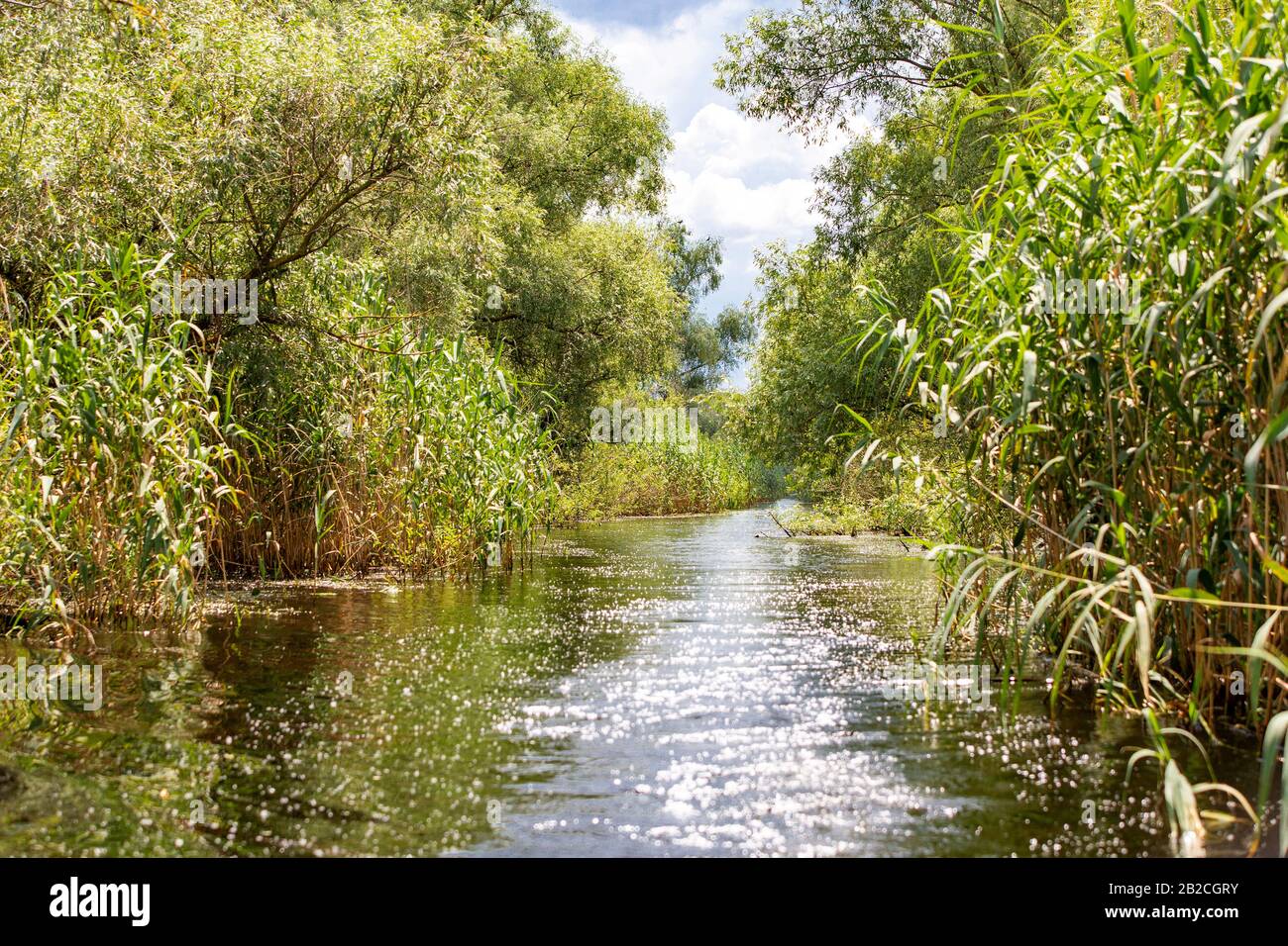 Wild birds paradise - River Danube in Romania - Delta, nature pure in a ...