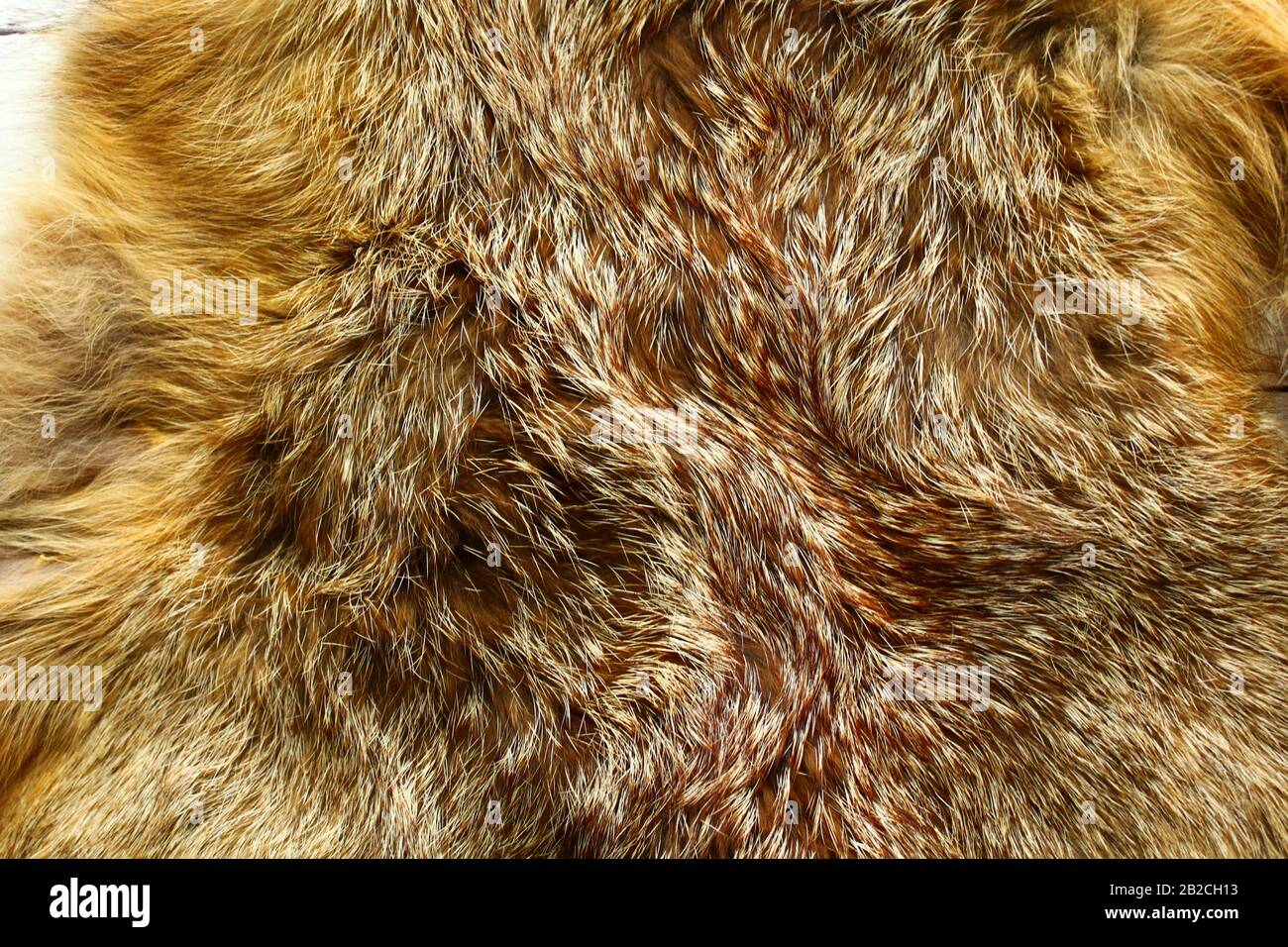 The picture shows a piece of a fox fur Stock Photo - Alamy