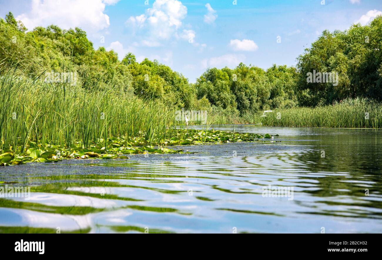 Wild birds paradise - River Danube in Romania - Delta, nature pure in a ...