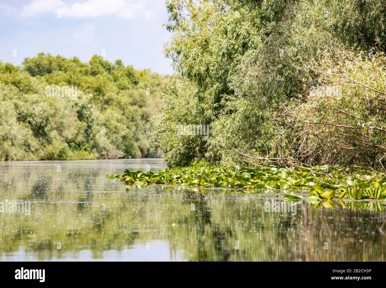Wild birds paradise - River Danube in Romania - Delta, nature pure in a ...
