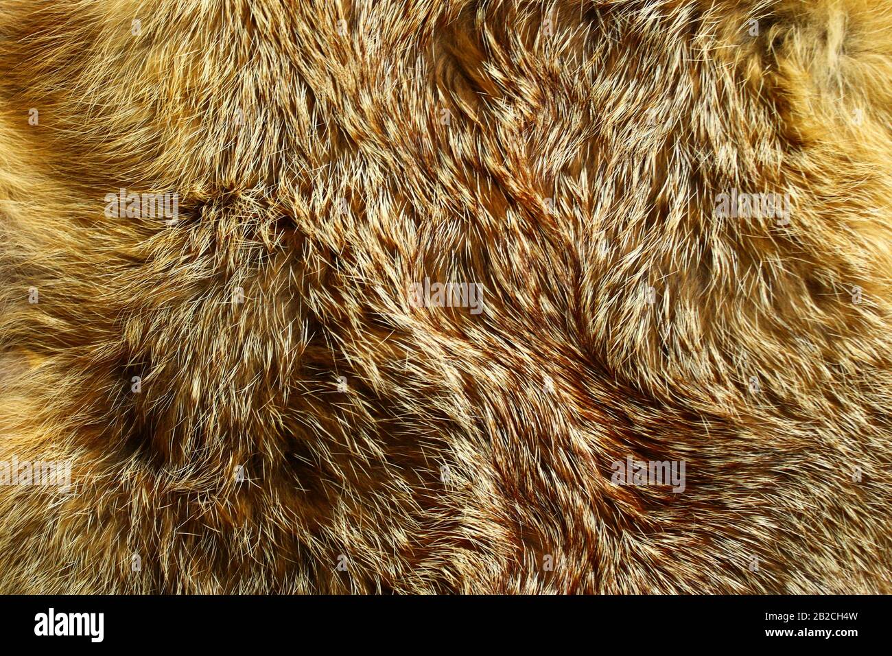 The picture shows a piece of a fox fur Stock Photo - Alamy