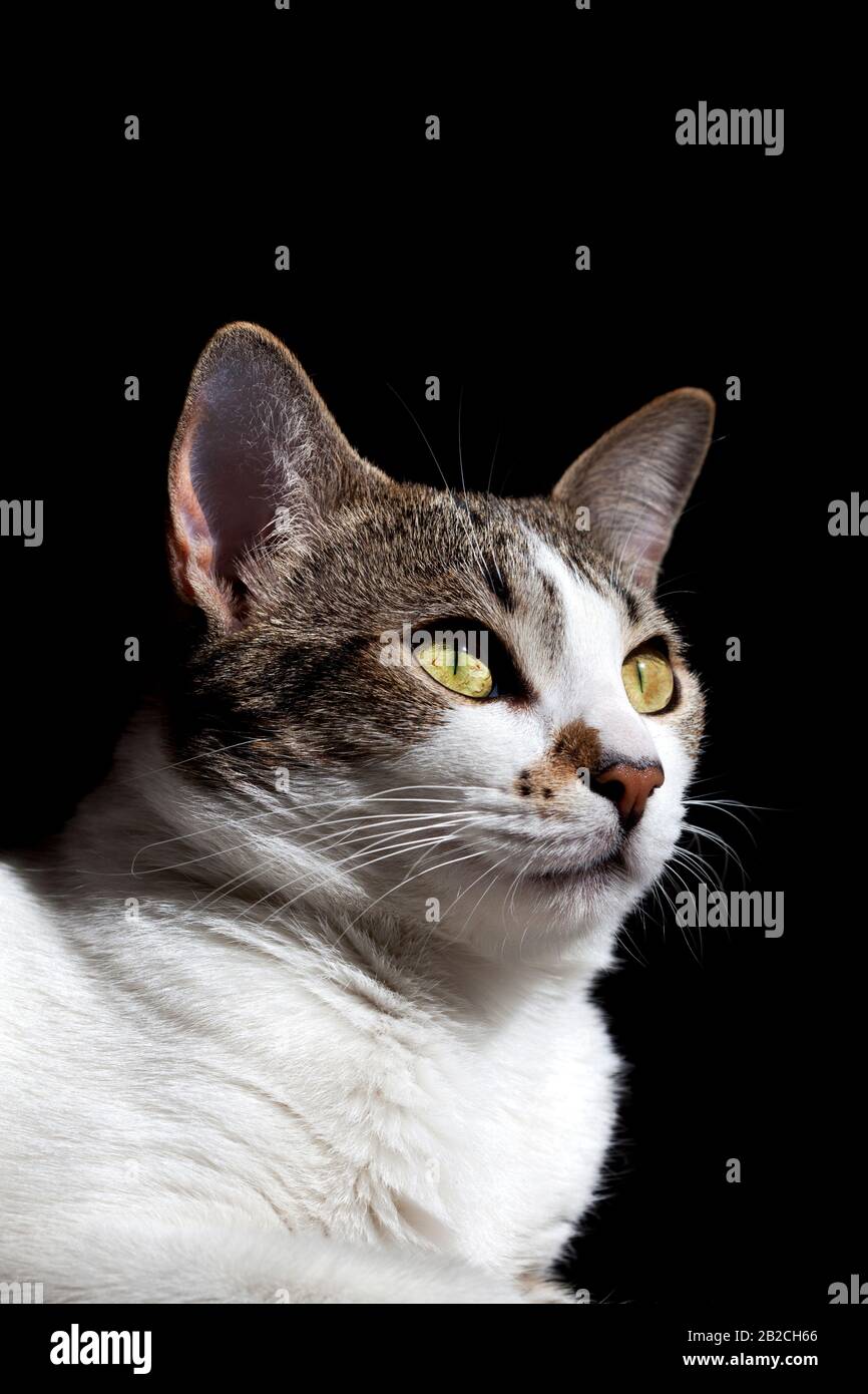 11 month female cat Stock Photo - Alamy
