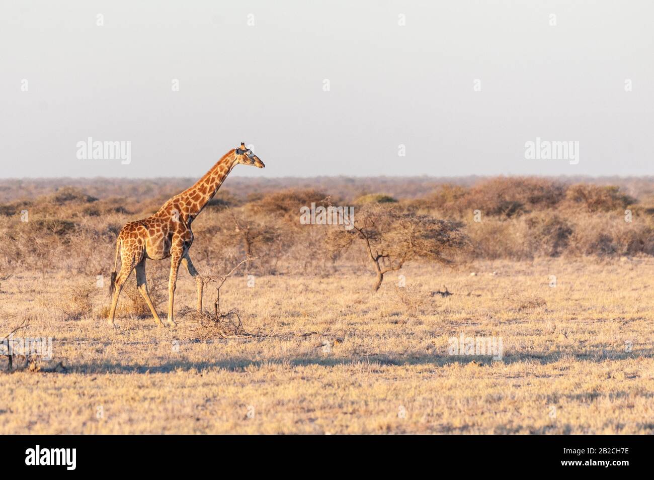One Angolan Giraffe - Giraffa giraffa angolensis walking on the plains ...