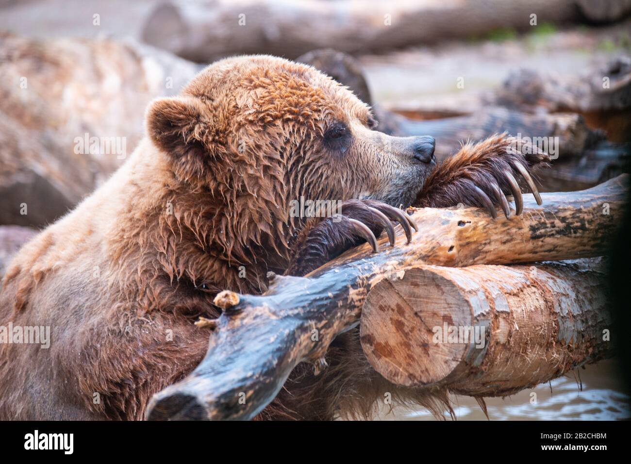 Grizzly teeth hi-res stock photography and images - Alamy
