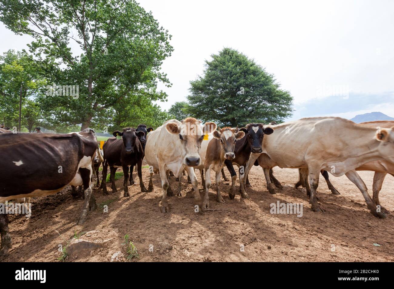 Cattle coming home to the stables Stock Photo - Alamy