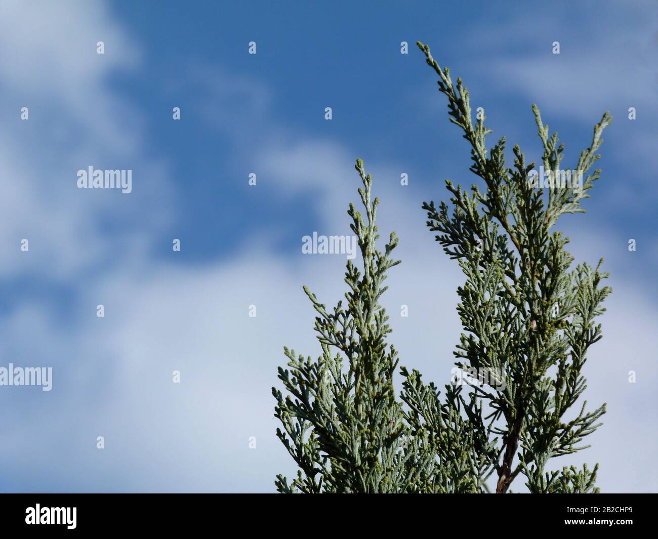 isolated silver blue or ice blue Juniper or Arizona Cypress branch ...