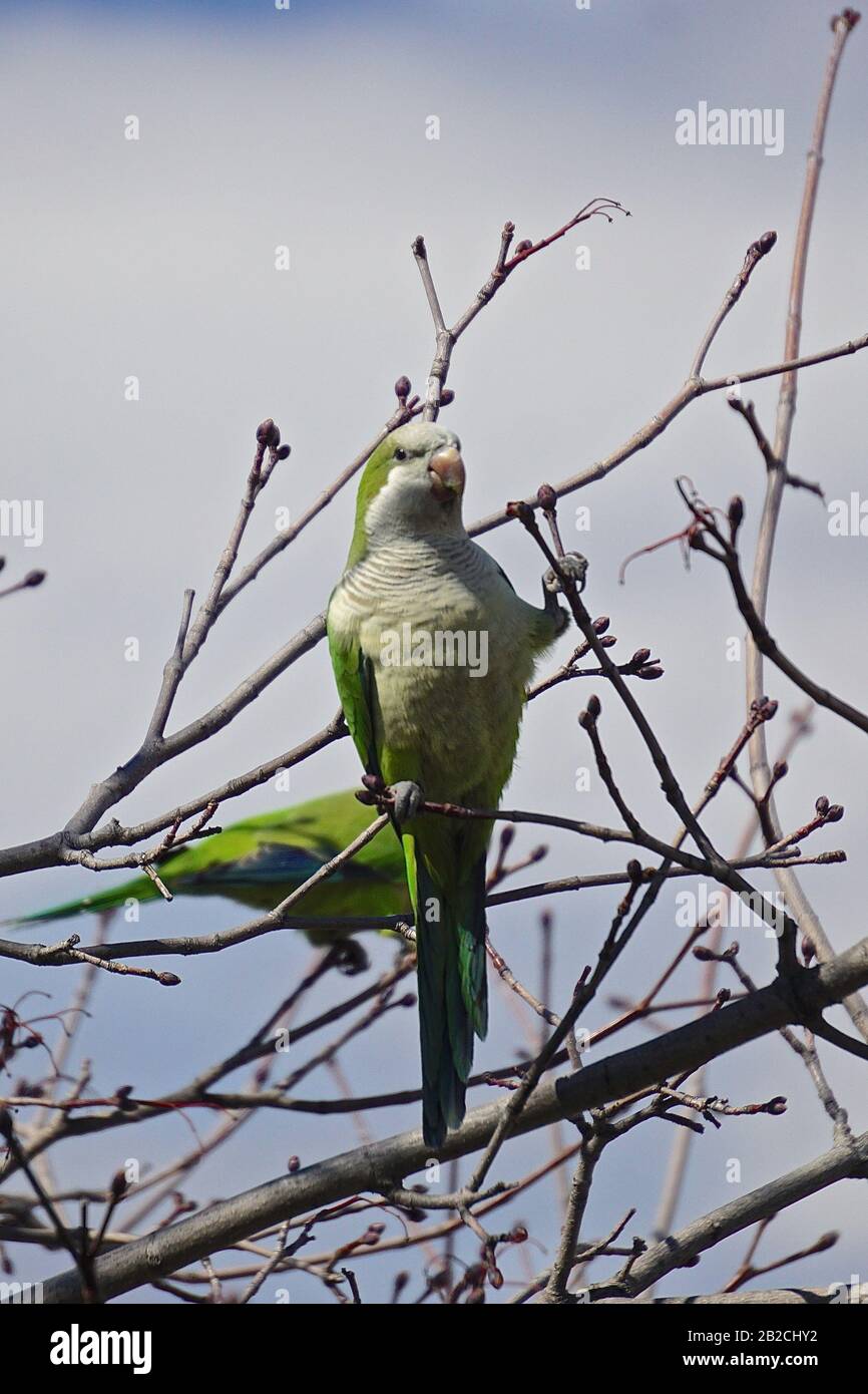 Brooklyn, New York, USA: A monk parakeet (Myiopsitta monachus), also ...