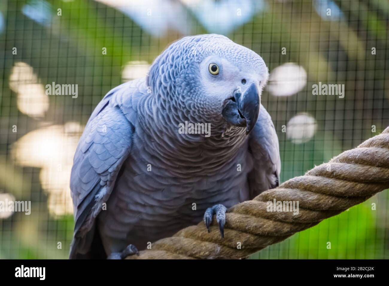 Funny african grey parrot store