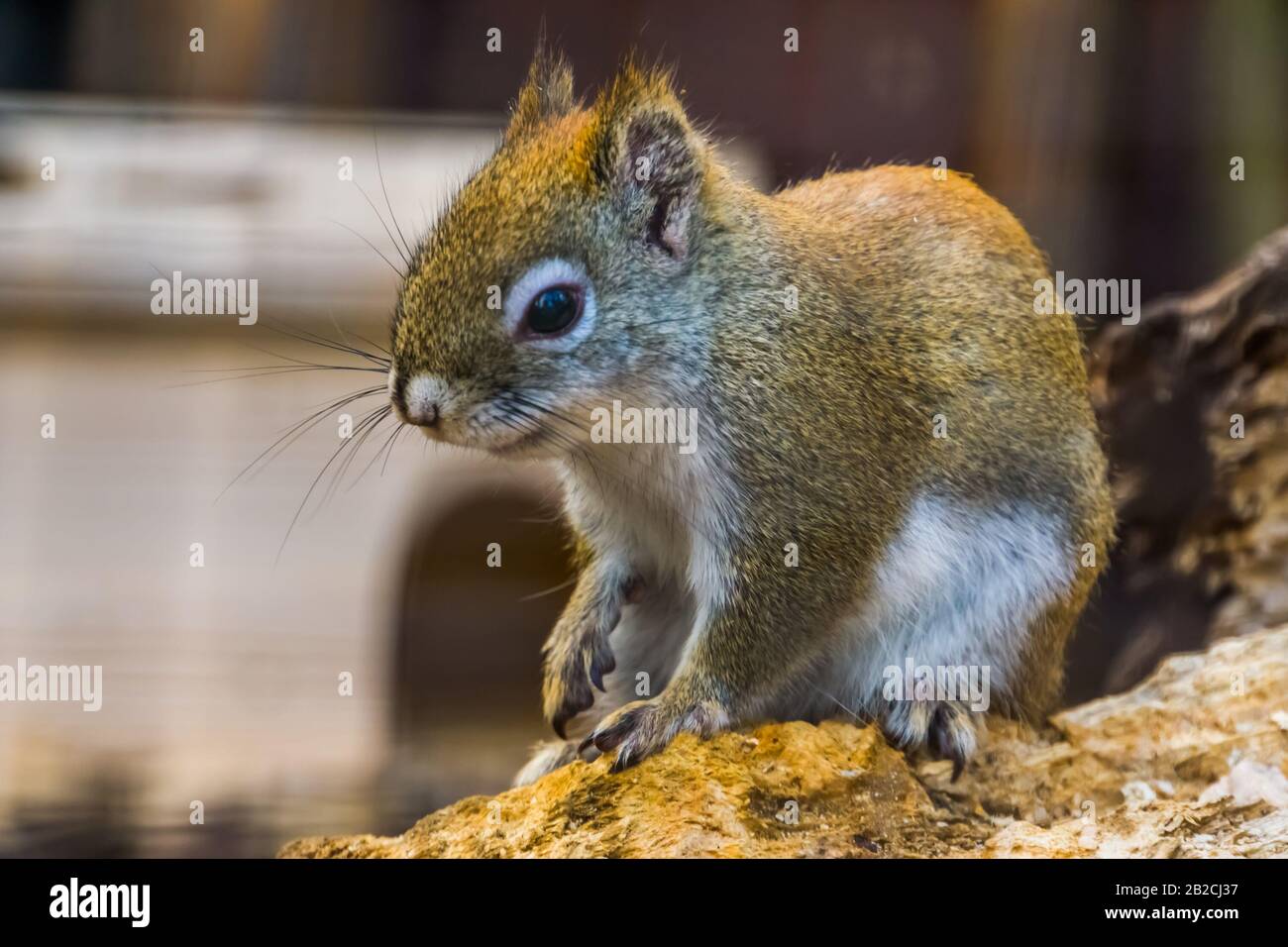 portrait of a red american squirrel in closeup, cute tropical rodent ...
