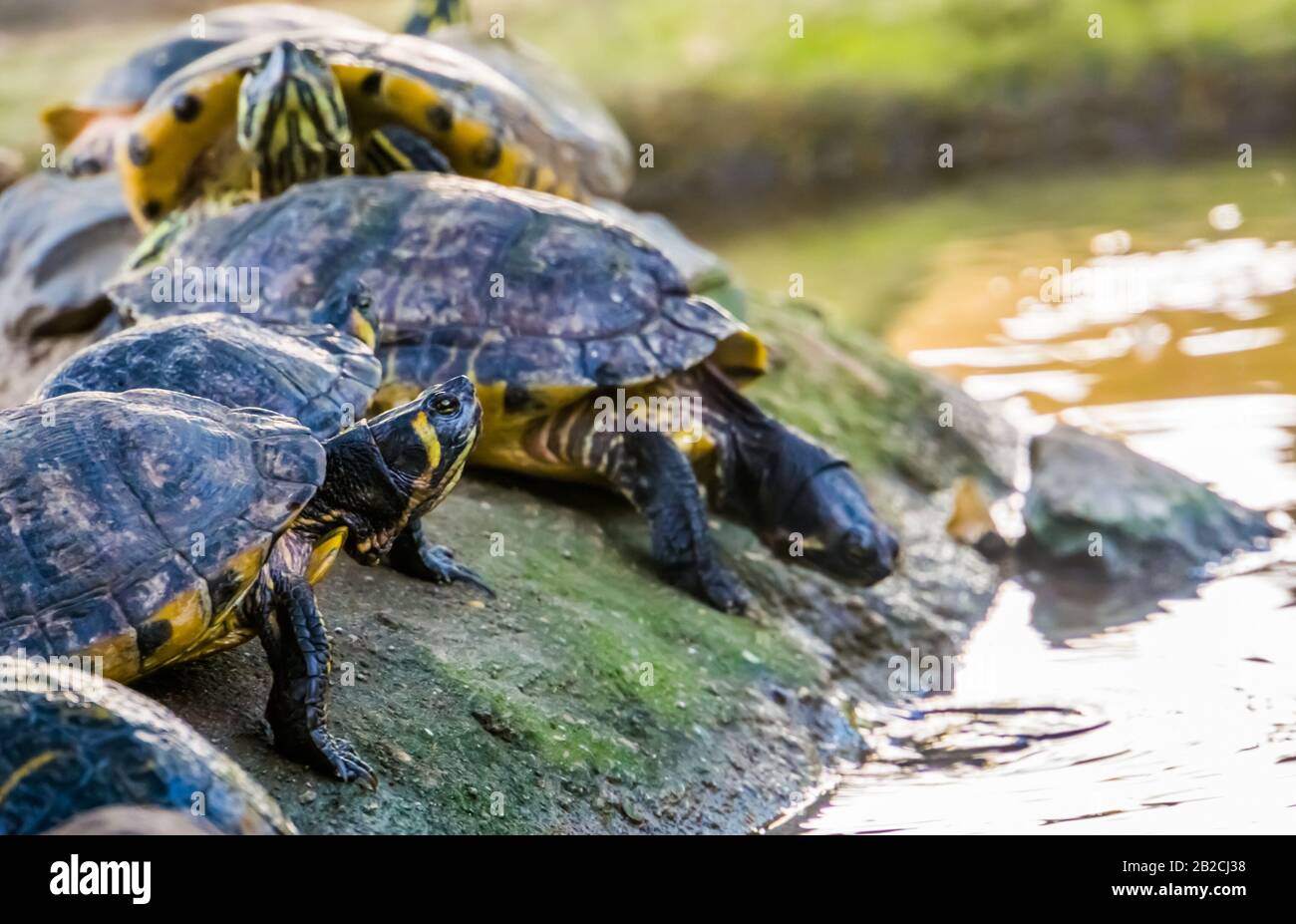 yellow bellied cumberland slider turtle heading towards the water ...