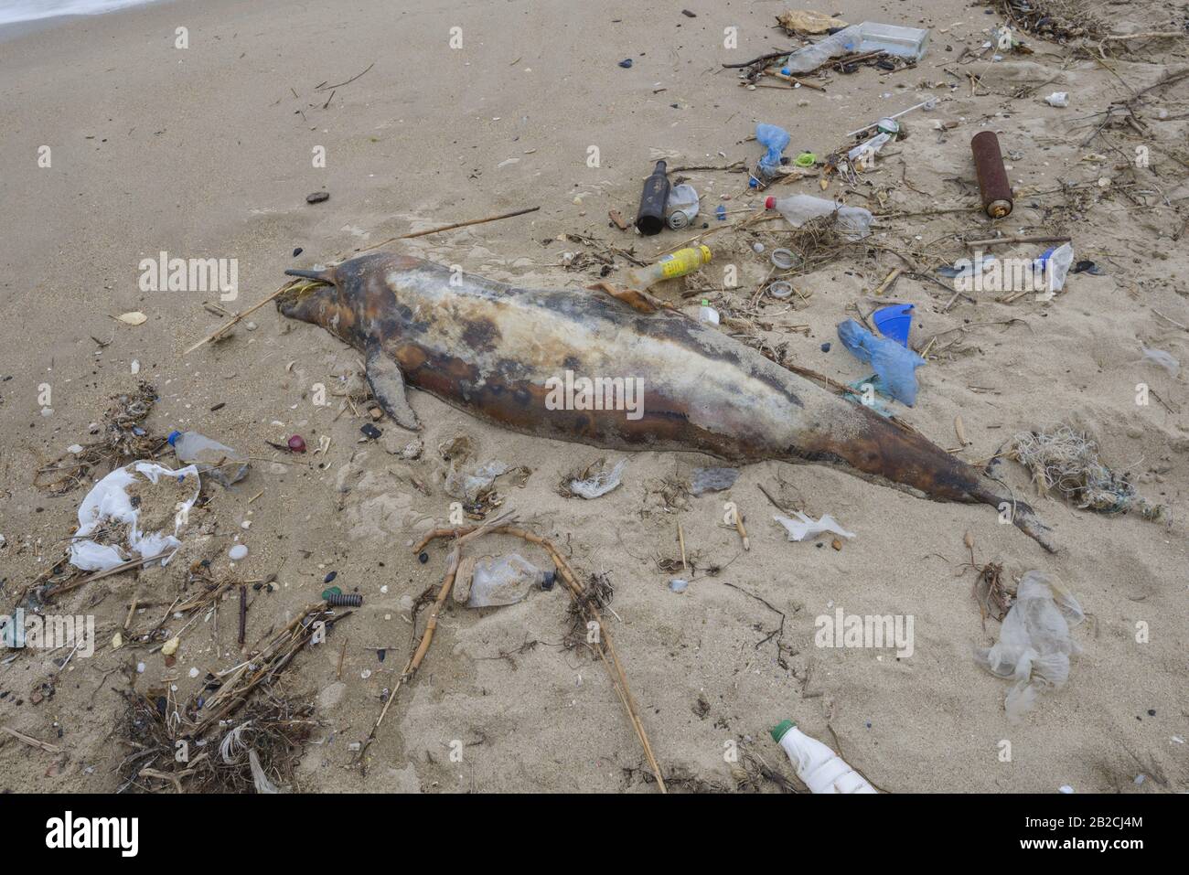 Dolphin thrown out by the waves lies on the beach is surrounded by ...