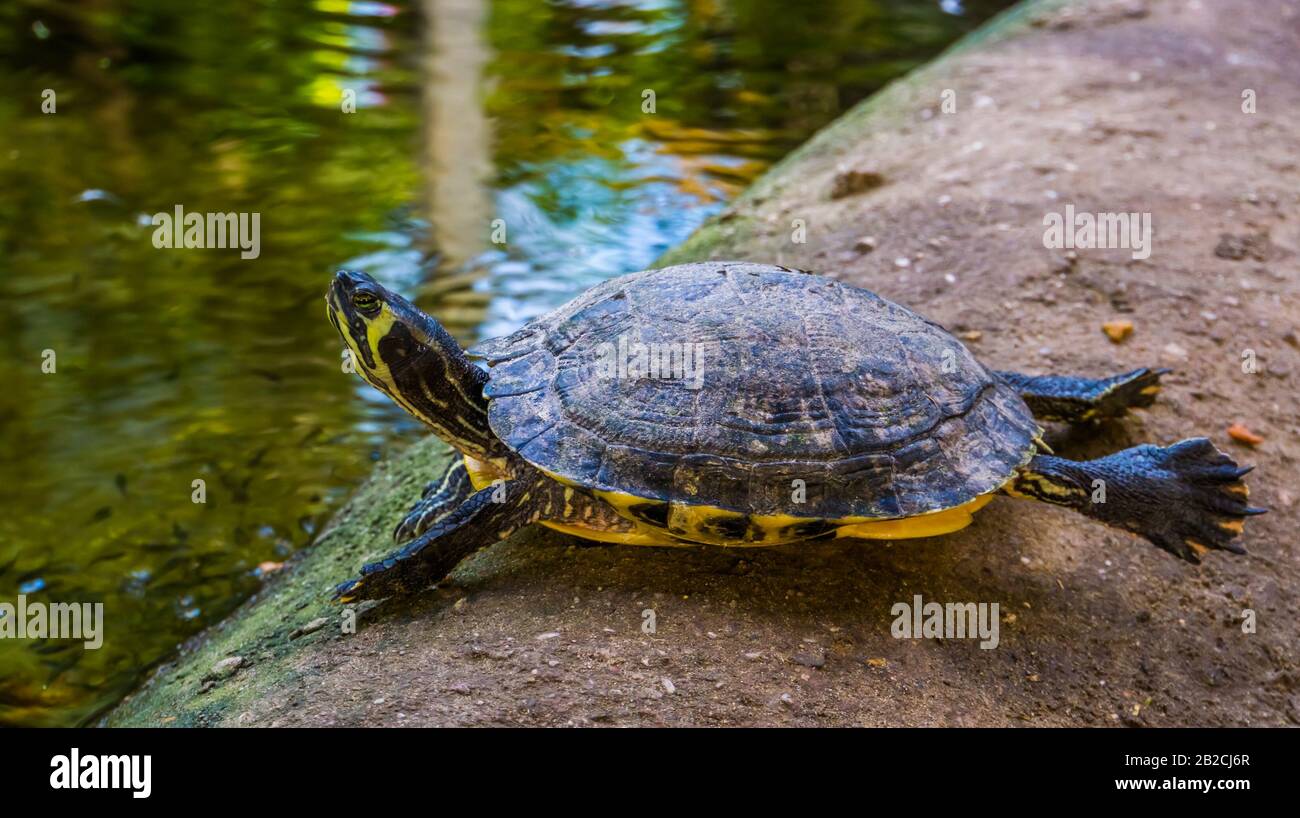 Dry land turtle hi-res stock photography and images - Alamy