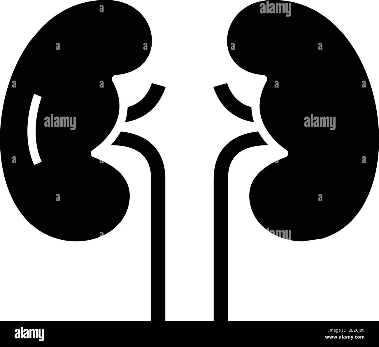 Kidney organ biology Black and White Stock Photos & Images - Alamy