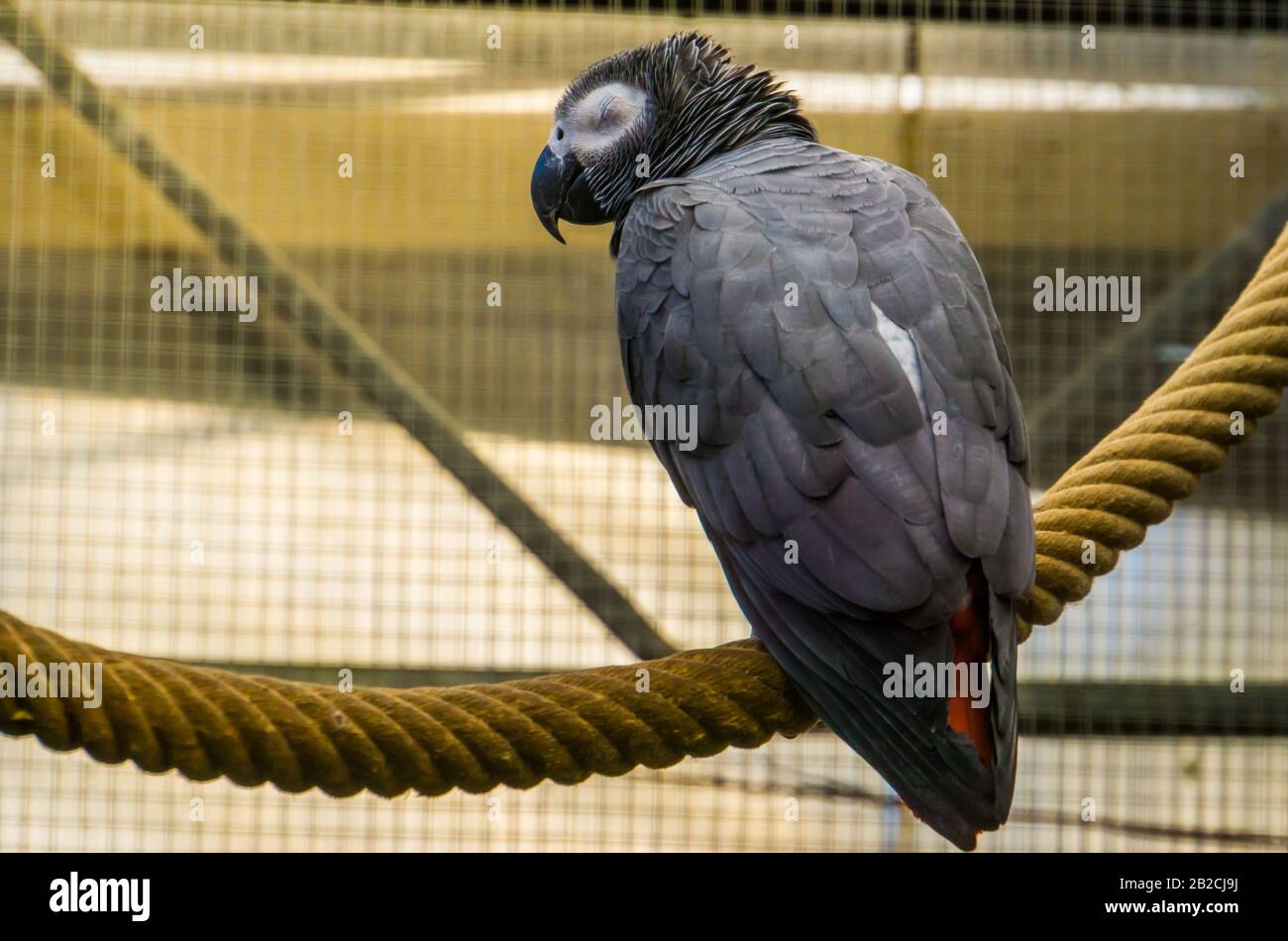 portrait of a congo african grey parrot taken from the back, popular ...