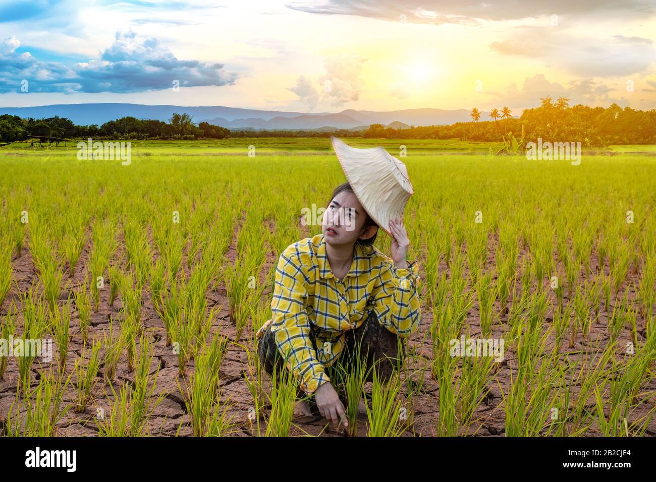 Dead seedlings hi-res stock photography and images - Alamy