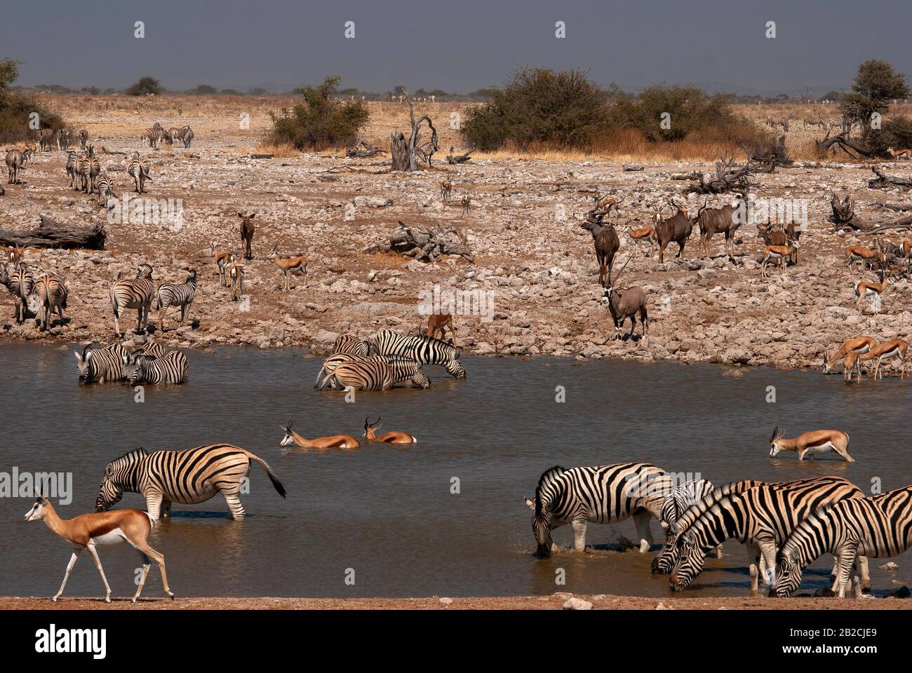 African waterhole scene hi-res stock photography and images - Alamy