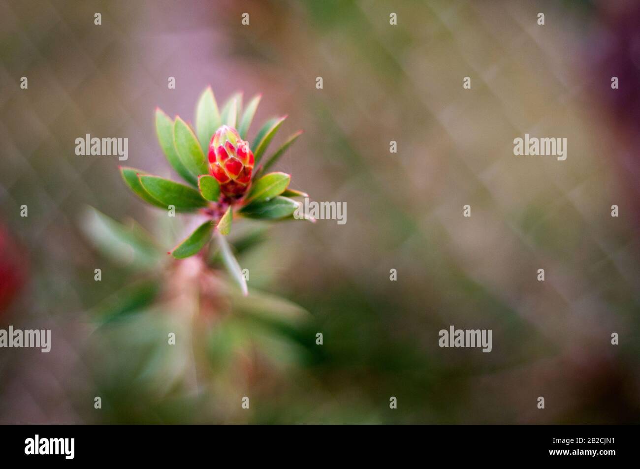 Geometry in nature hi-res stock photography and images - Alamy