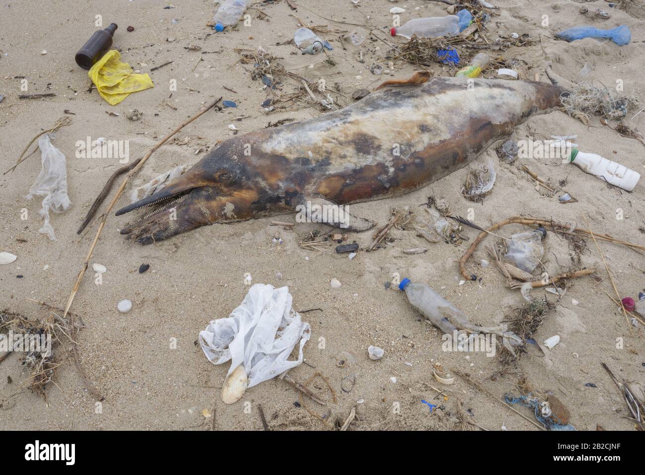 Polluted animals hi-res stock photography and images - Alamy