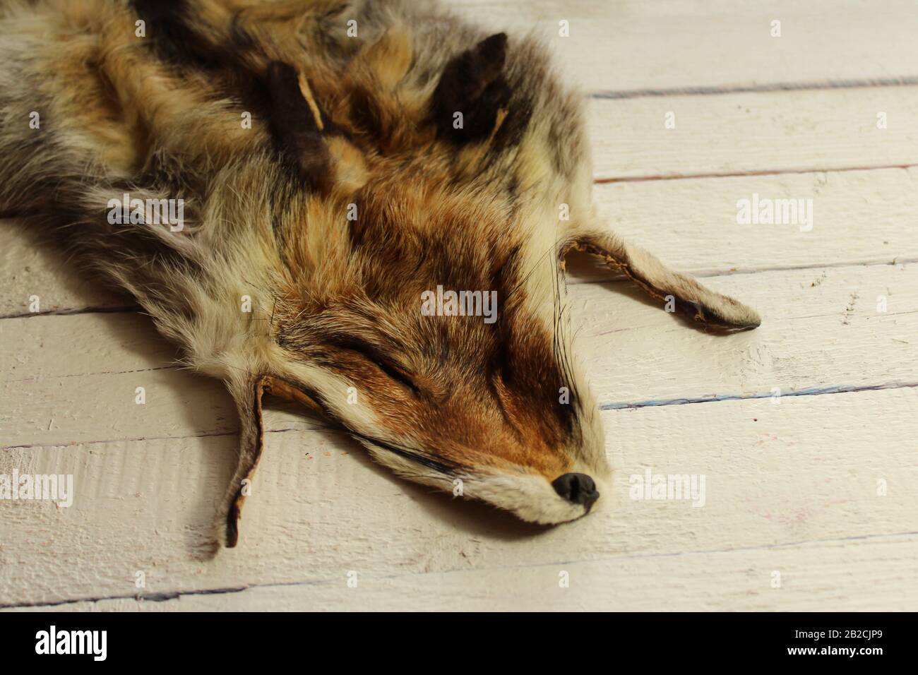 The picture shows a piece of a fox fur Stock Photo - Alamy